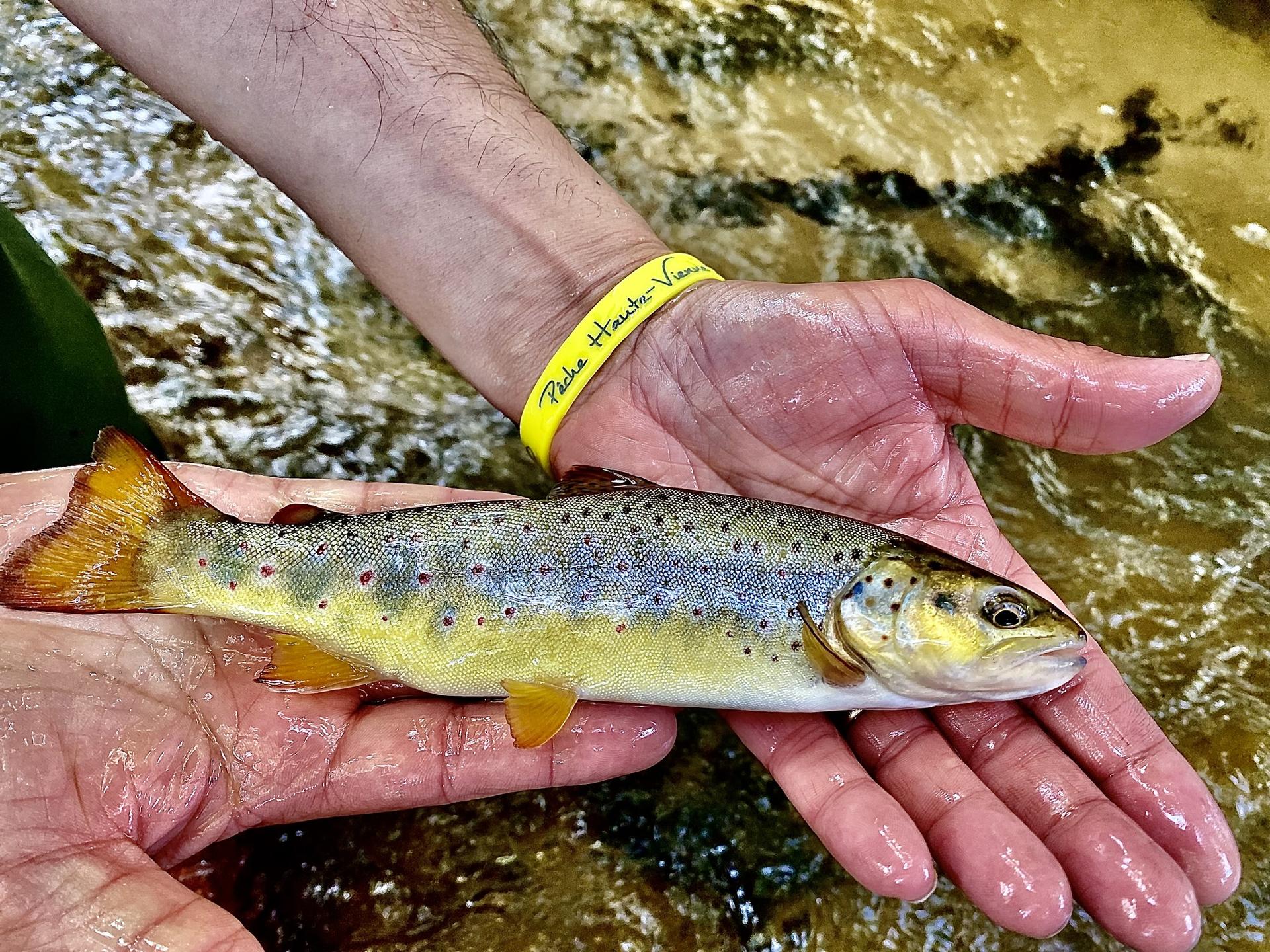 Fermeture de la pêche de la Truite fario et de la pêche en 1ère ...